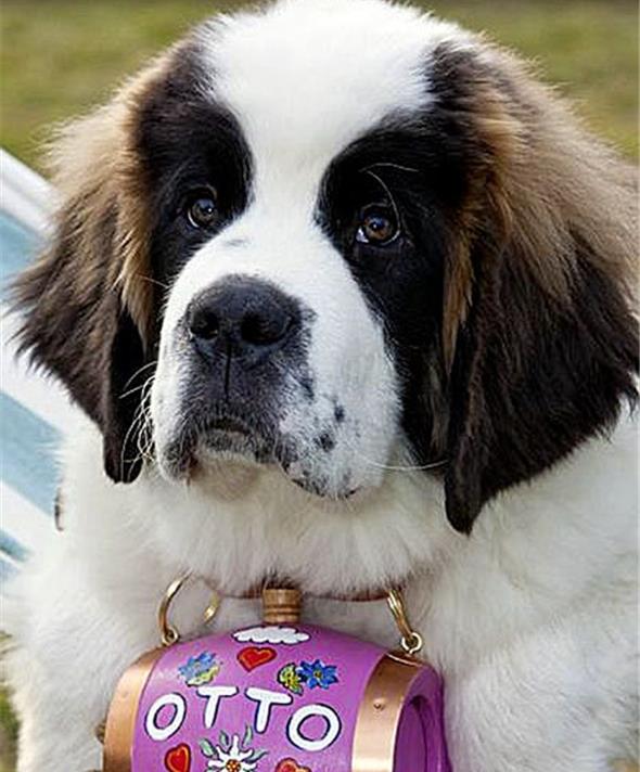 Oesch’s die Dritten in Zweisimmen noch ohne Bernhardiner «Otto»